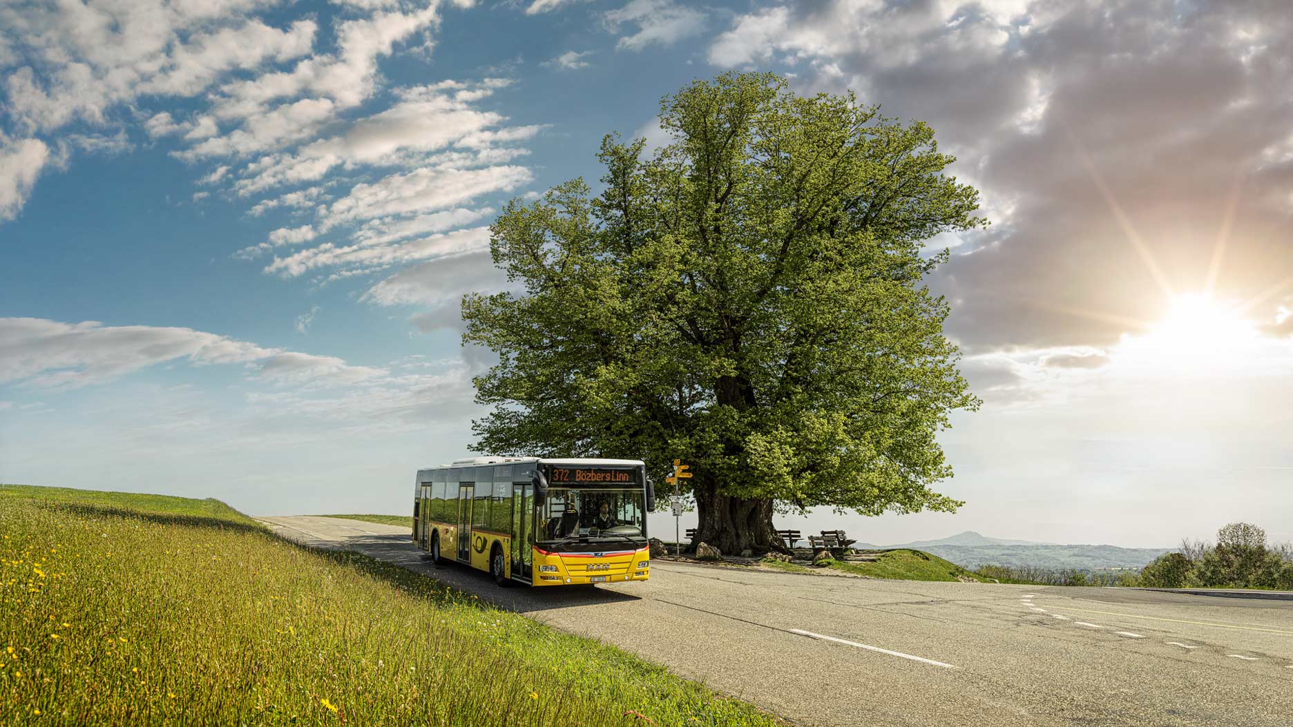 The Linn lime tree - PostBus